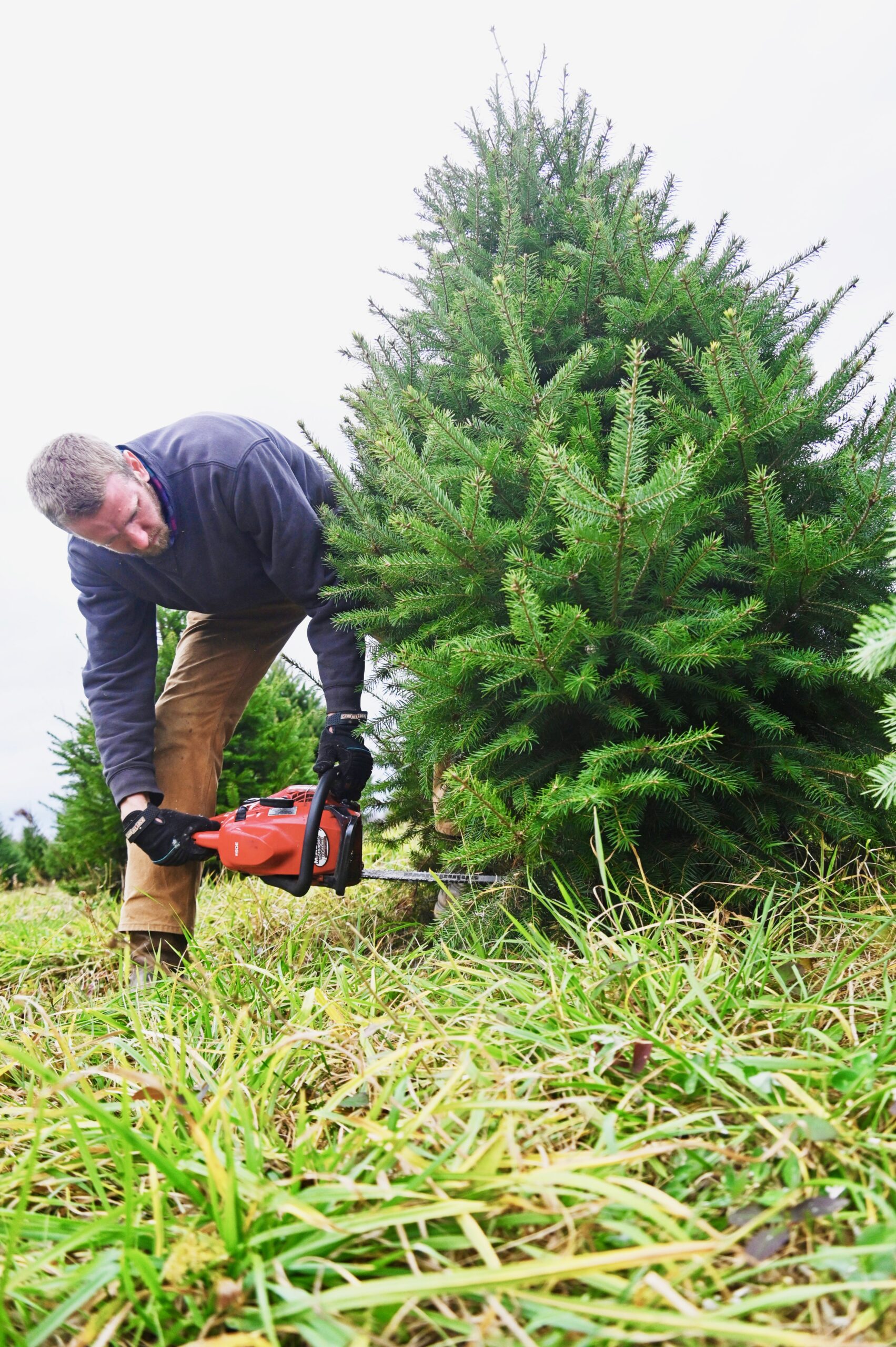 Kline’s Tree Farm Christmas trees 01 | News, Sports, Jobs - Altoona Mirror